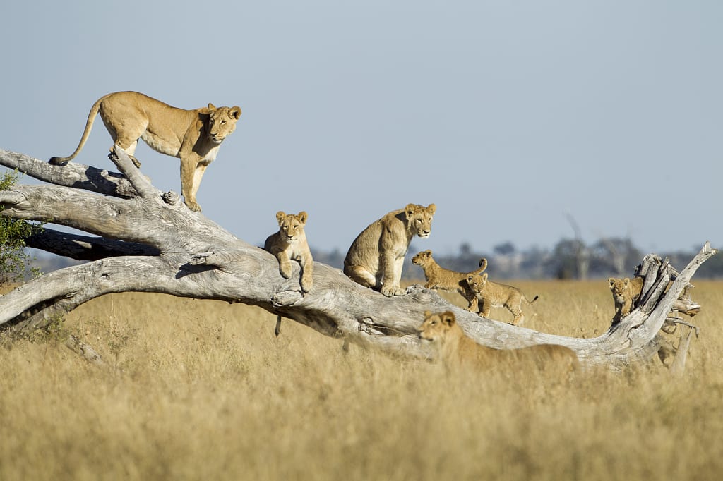 6 Reasons You Should Choose Botswana for Your Safari | Zicasso