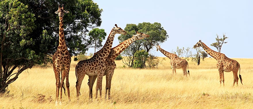 Bountiful Masai Mara Safari from November to June | Zicasso