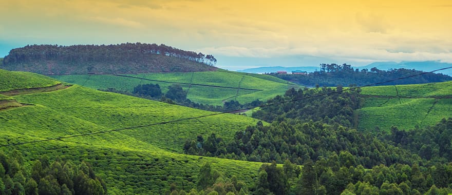 History and Culture of Rwanda Tour Plus Gorilla Trekking & Safari | Zicasso