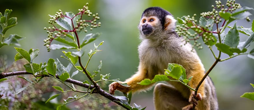 Nature & Wildlife of Ecuador and Galapagos Tour Aboard Isabela II | Zicasso