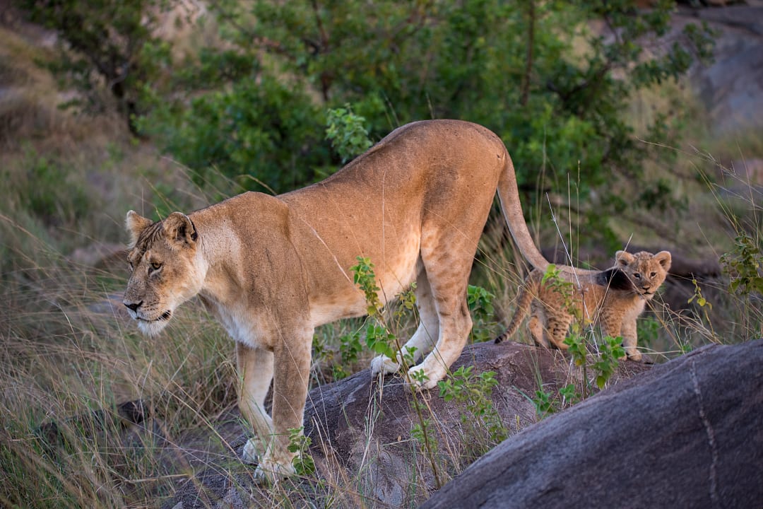 Kowak Tanzania Animals
