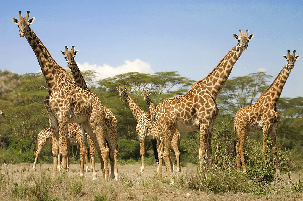 Top 12 Animals in Kenya and Where to See Them | Zicasso