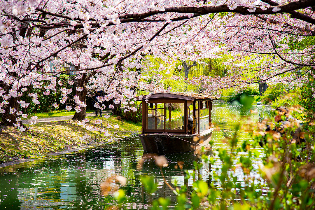 Spring In Japan Wallpapers Japan In Bloom The New York Times