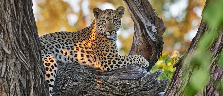 The Complete Safari Adventure: Best of Botswana and Kenya | Zicasso