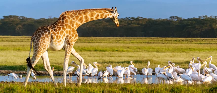 Spectacular Kenya Safari for Seniors: Immersive Wildlife Experience to ...