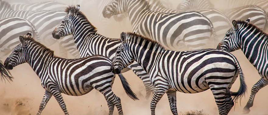 The Great Zebra Migration Across the Kalahari | Zicasso
