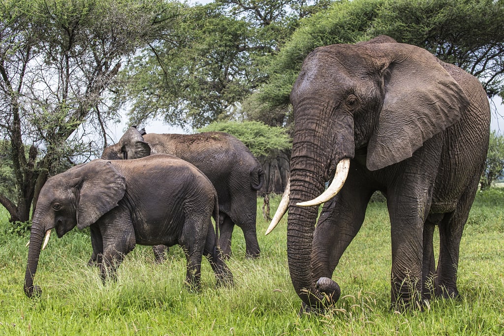 Top 12 Animals of Tanzania and Where to See Them | Zicasso