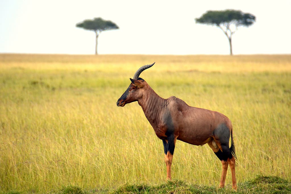 Top 12 Animals of Tanzania and Where to See Them | Zicasso