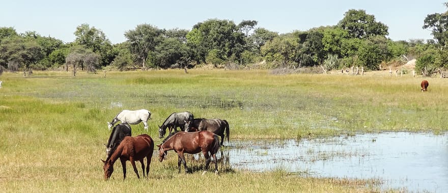 Horse Riding Safari in Okavango: Galloping Through Africa’s Oasis | Zicasso