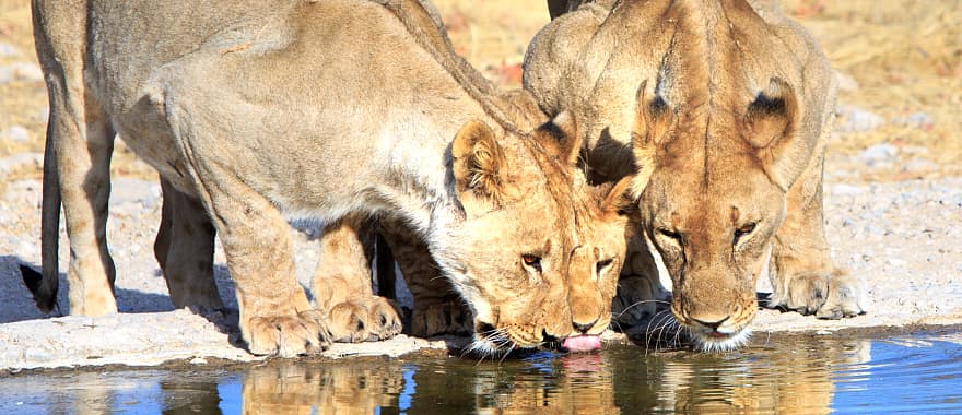 Highlights of Namibia Luxury Fly-In Safari | Zicasso