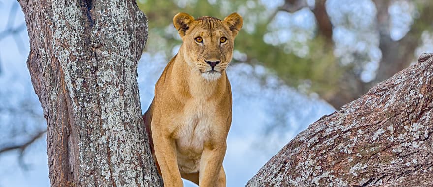 Africa’s Greatest Wildlife Show: A Classic Serengeti Safari | Zicasso