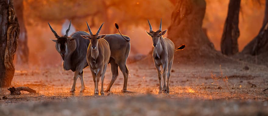 Zimbabwe Dry Season Safari: June to September | Zicasso