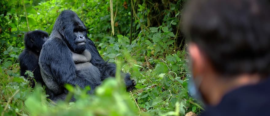 Gorilla Trekking Itinerary for Wildlife Photographers | Zicasso