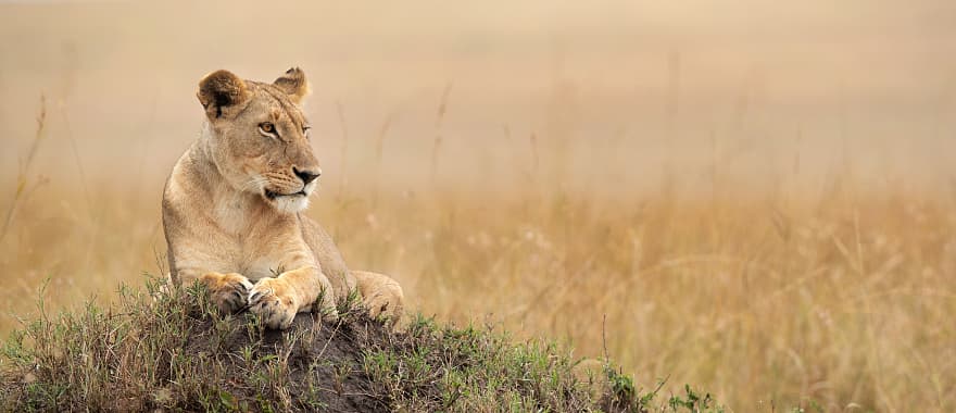 Untouched Masai Land: Safari of Ancient Cultures & Thrilling Wildlife ...