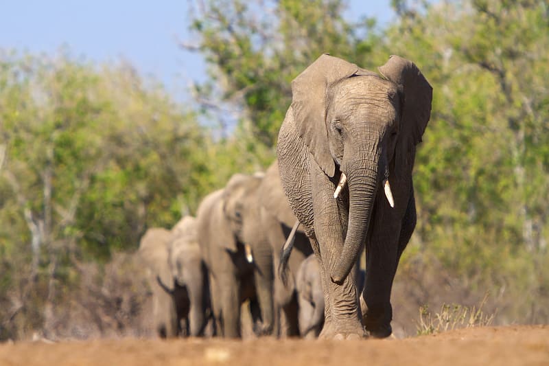 The Great Elephant Migration Across Zambia & Botswana Safari | Zicasso