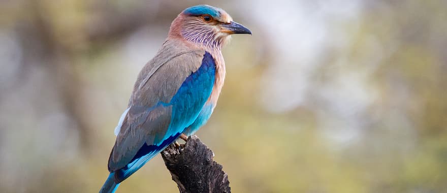 Himalayan Birds & Wildlife Tour of North India | Zicasso