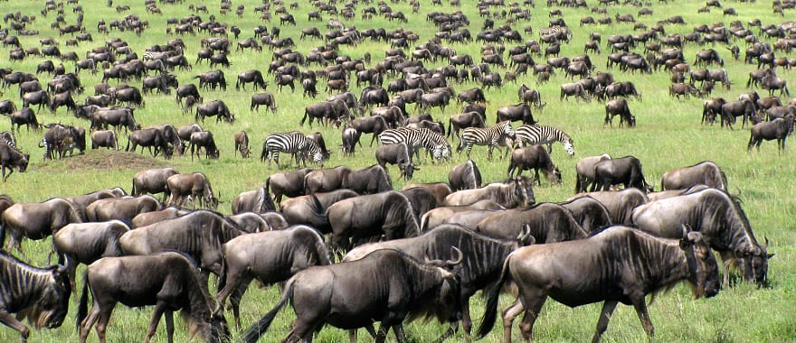 Uganda, Kenya and Tanzania Primate & Wildlife Safari in 2 Weeks | Zicasso